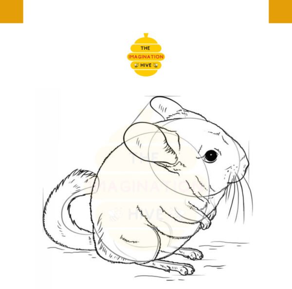 How to Draw a Chinchilla — Step by Step - The Imagination Hive